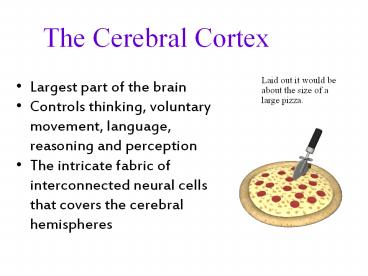 PPT – The Cerebral Cortex PowerPoint presentation | free to download ...