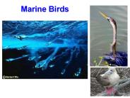 PPT – Marine Birds PowerPoint presentation | free to view - id: 767746 ...