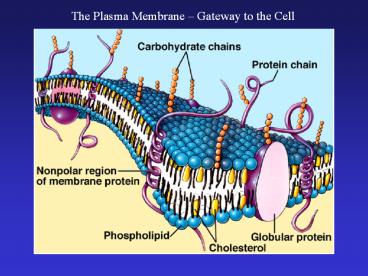 PPT – The Plasma Membrane PowerPoint presentation | free to view - id ...