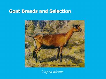 Goat Breeds and Selection presentation | free to download