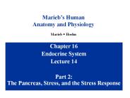 PPT – THE ENDOCRINE SYSTEM PowerPoint presentation | free to download ...