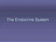 PPT – THE ENDOCRINE SYSTEM PowerPoint presentation | free to download ...