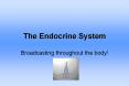 PPT – THE ENDOCRINE SYSTEM PowerPoint presentation | free to download ...