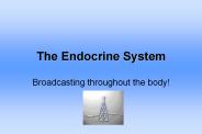 PPT – Endocrine System PowerPoint presentation | free to download - id ...