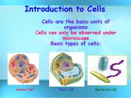 PPT – Animal Cells and Plant Cells PowerPoint presentation | free to ...