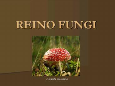 REINO FUNGI presentation | free to download