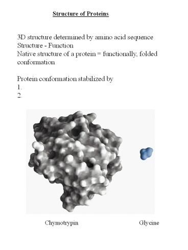 PPT – Structure of Proteins PowerPoint presentation | free to view - id ...