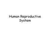 PPT – Human Reproductive System PowerPoint presentation | free to ...