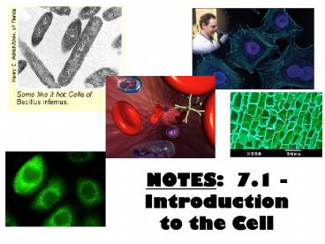 PPT – NOTES: 7.1 - Introduction to the Cell PowerPoint presentation ...