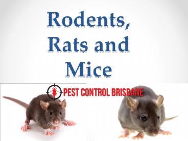 Rodents, Rats and Mice presentation | free to download