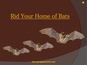 PPT – Rid Your Home of Bats PowerPoint presentation | free to download ...