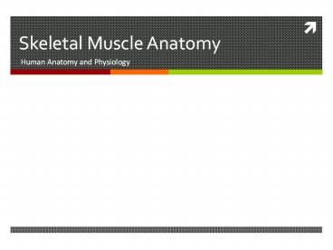 PPT – Skeletal Muscle Anatomy PowerPoint presentation | free to ...