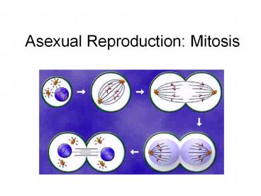 PPT – Asexual Reproduction: Mitosis PowerPoint presentation | free to ...