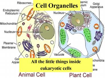 Cell Organelles presentation | free to download