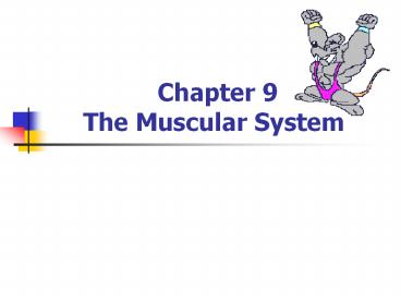 PPT – Chapter 9 The Muscular System PowerPoint presentation | free to ...