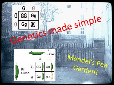 Simple Allele Picture