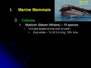 PPT – Mammals PowerPoint presentation | free to view - id: 6392e-YWMwY