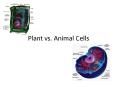 PPT – Animal Cells and Plant Cells PowerPoint presentation | free to ...