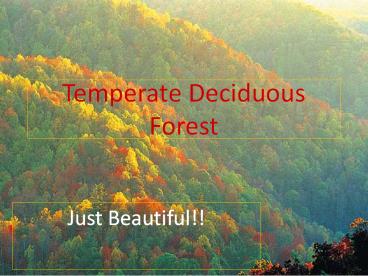 PPT – Temperate Deciduous Forest PowerPoint presentation | free to ...