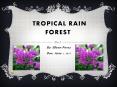 PPT – Tropical Rainforest PowerPoint presentation | free to view - id ...