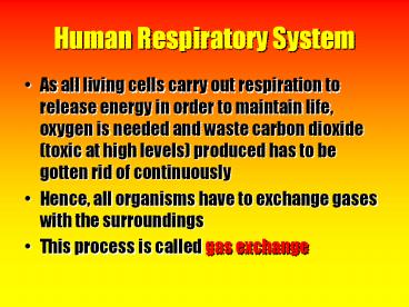 PPT – Human Respiratory System PowerPoint presentation | free to ...
