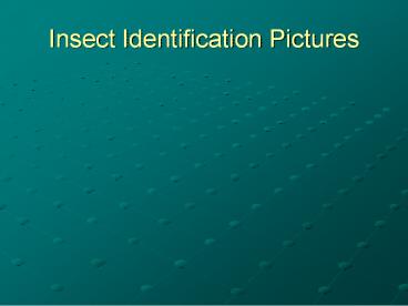 PPT – Insect%20Identification%20Pictures PowerPoint presentation | free ...