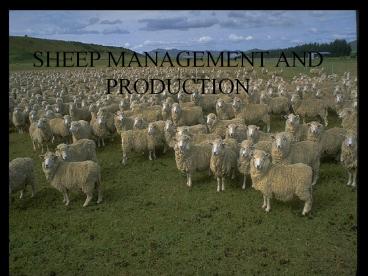 SHEEP MANAGEMENT AND PRODUCTION presentation | free to view