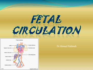 Circulation presentation | free to download