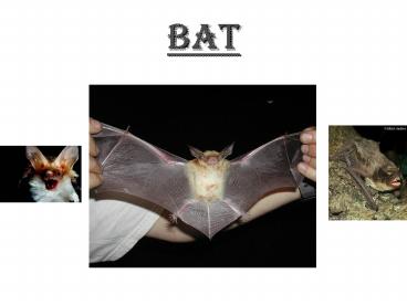 Bat Powerpoint: Characteristics, Habitat, Behavior presentation | free ...