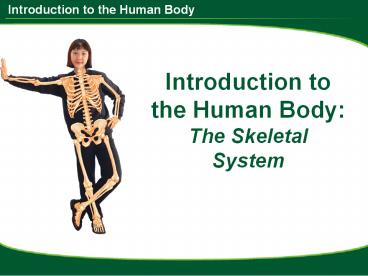 Introduction to the Human Body: The Skeletal System presentation | free ...