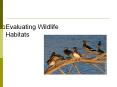 PPT – Animal Habitats PowerPoint presentation | free to view - id ...