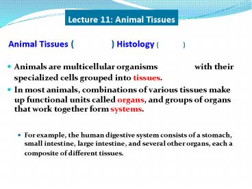PPT – Animal Tissues (????? ???????) Histology (??? ???????) PowerPoint ...