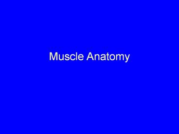 PPT – Muscle Anatomy PowerPoint presentation | free to view - id ...