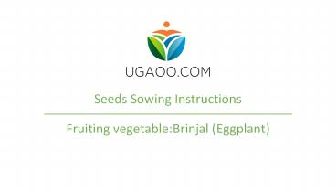 Ugaoo seed sowing instructions for fruiting vegetable: Brinjal presentation | free to download