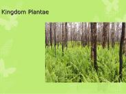 PPT – The Plant Kingdom PowerPoint presentation | free to view - id ...