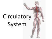 PPT – Circulatory System PowerPoint presentation | free to view - id ...