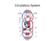 PPT – Circulatory System PowerPoint presentation | free to view - id ...