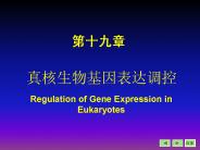 PPT – Gene Regulation in Eukaryotes PowerPoint presentation | free to ...