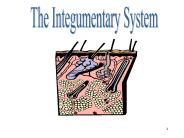 PPT – The Integumentary System PowerPoint presentation | free to ...