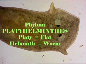 Ppt Platyhelminthes The Flatworms Powerpoint Worm Cheaoest Phyla