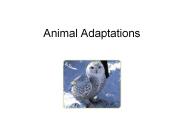 PPT – Animal Adaptations PowerPoint presentation | free to view - id ...