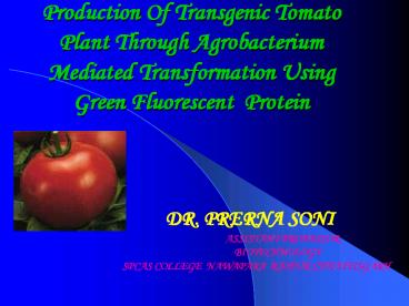 Production Of Transgenic Tomato Plant Through Agrobacterium Mediated ...