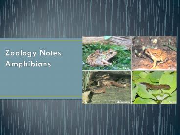 Zoology Notes Amphibians presentation | free to download
