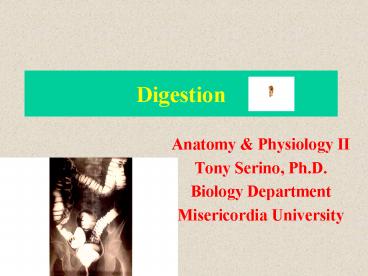 PPT – Digestion PowerPoint presentation | free to download - id: 860991 ...