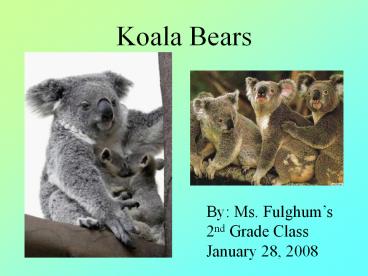 PPT – Koala Bears PowerPoint presentation | free to view - id: 860c4d-NmI5M