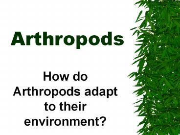 Arthropods presentation | free to view