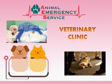 Veterinary Clinic presentation | free to download