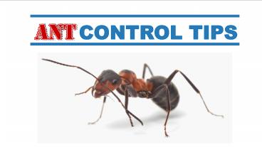 Ant Control Tips presentation | free to download