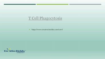 PPT – T Cell Phagocytosis PowerPoint presentation | free to download ...