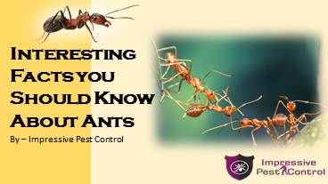 Interesting Facts you Should Know About Ants presentation | free to ...